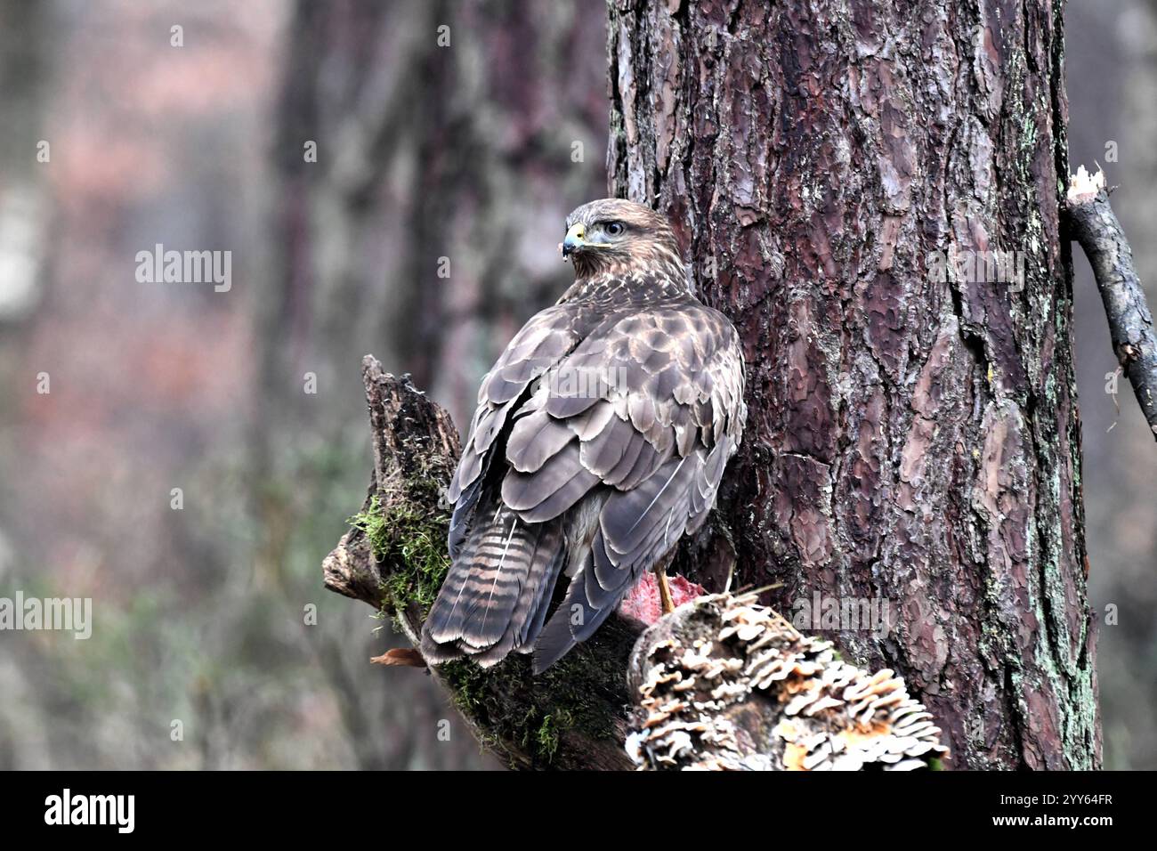 Bussard Bussard Bussard *** Buzzard Buzzard Buzzard Stock Photo - Alamy