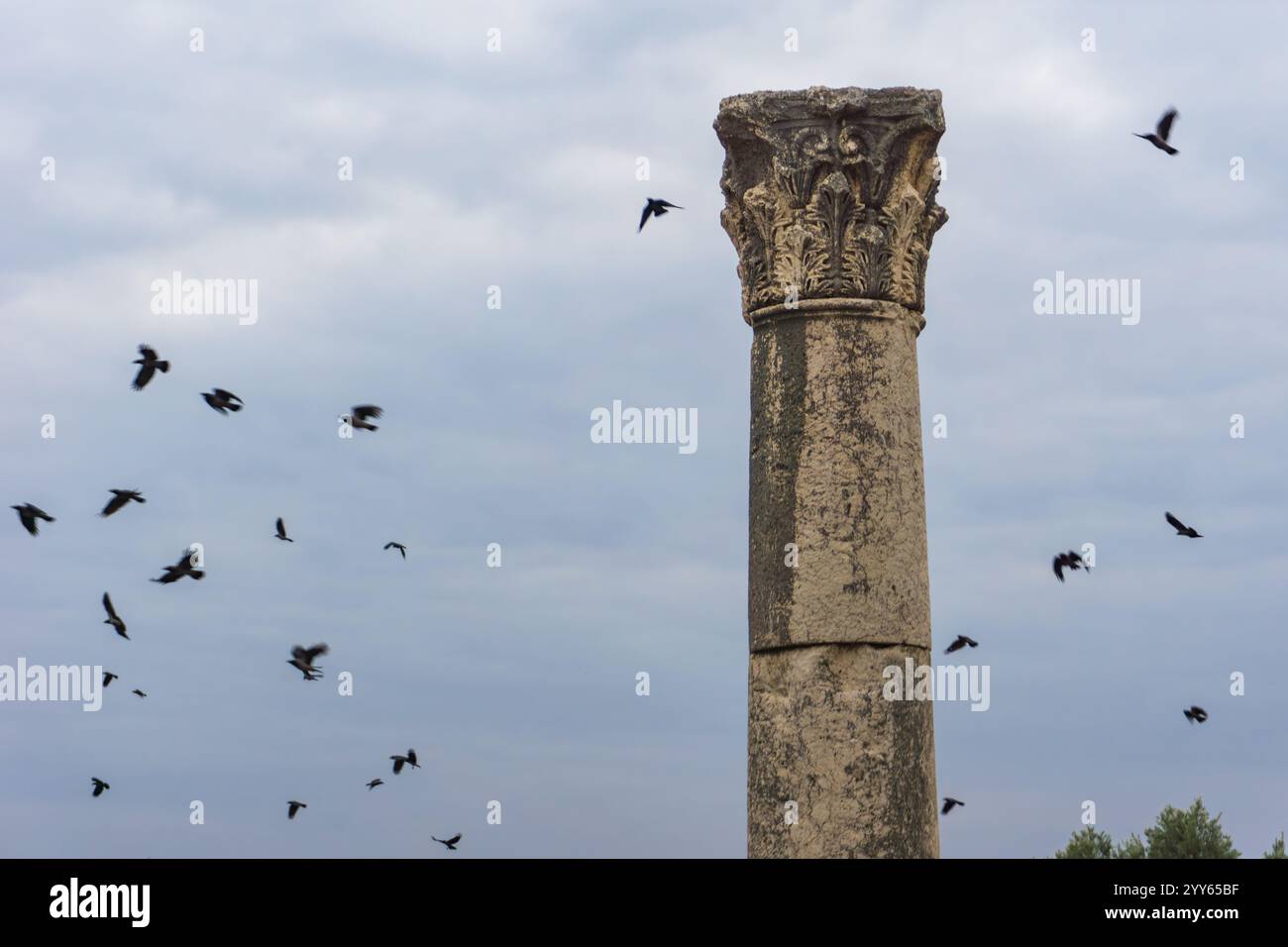 Birds Fly Past an Ancient Column. Birds Soar Around a Historic Column ...