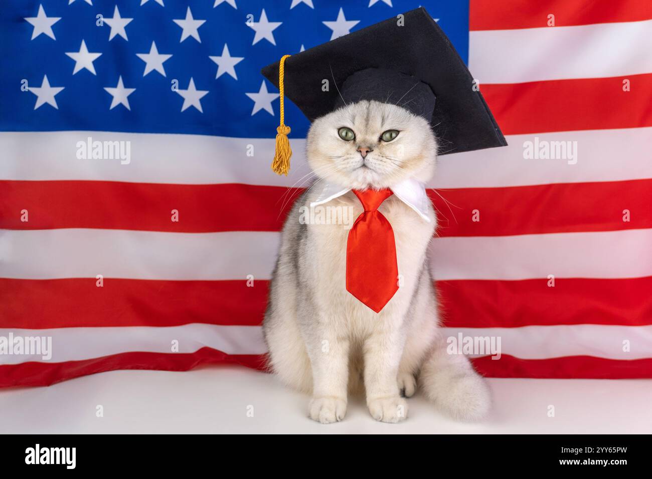 Cat in graduation cap with american flag background Stock Photo - Alamy