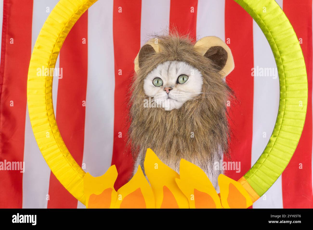 Cat dressed as lion with circus-themed backdrop featuring red stripes ...