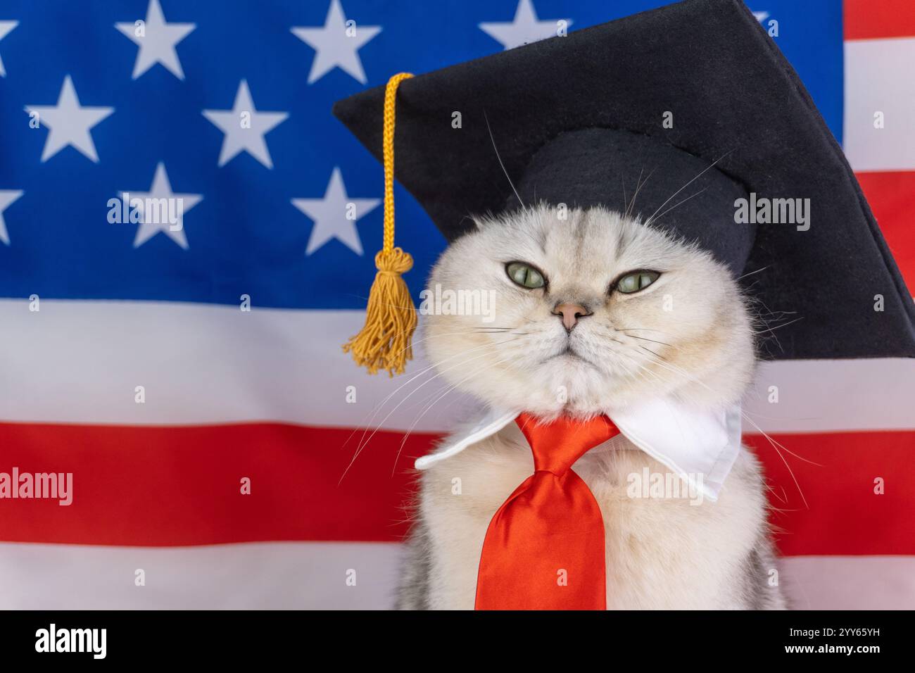 Cat in graduation cap and tie poses proudly in front of american flag ...