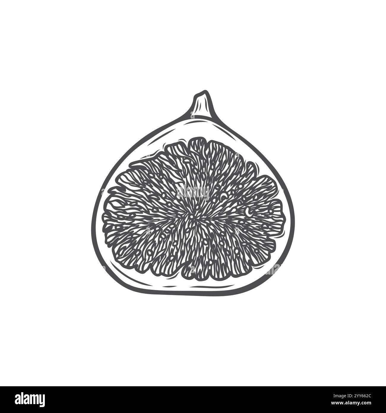Fresh fig half fruit Stock Vector Images - Alamy