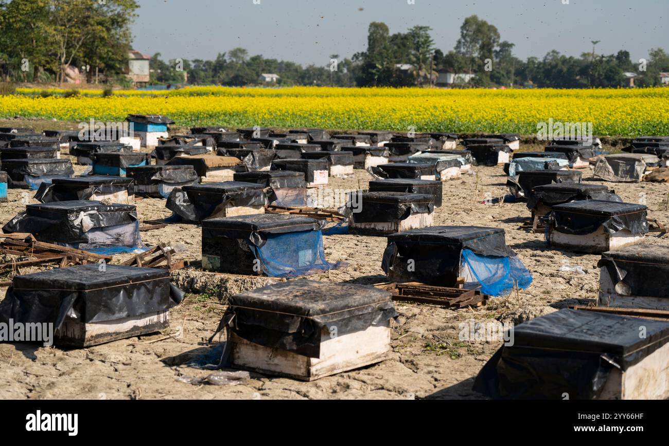 Beekeeper places beeive boxes in a honey production unit near a mustard ...