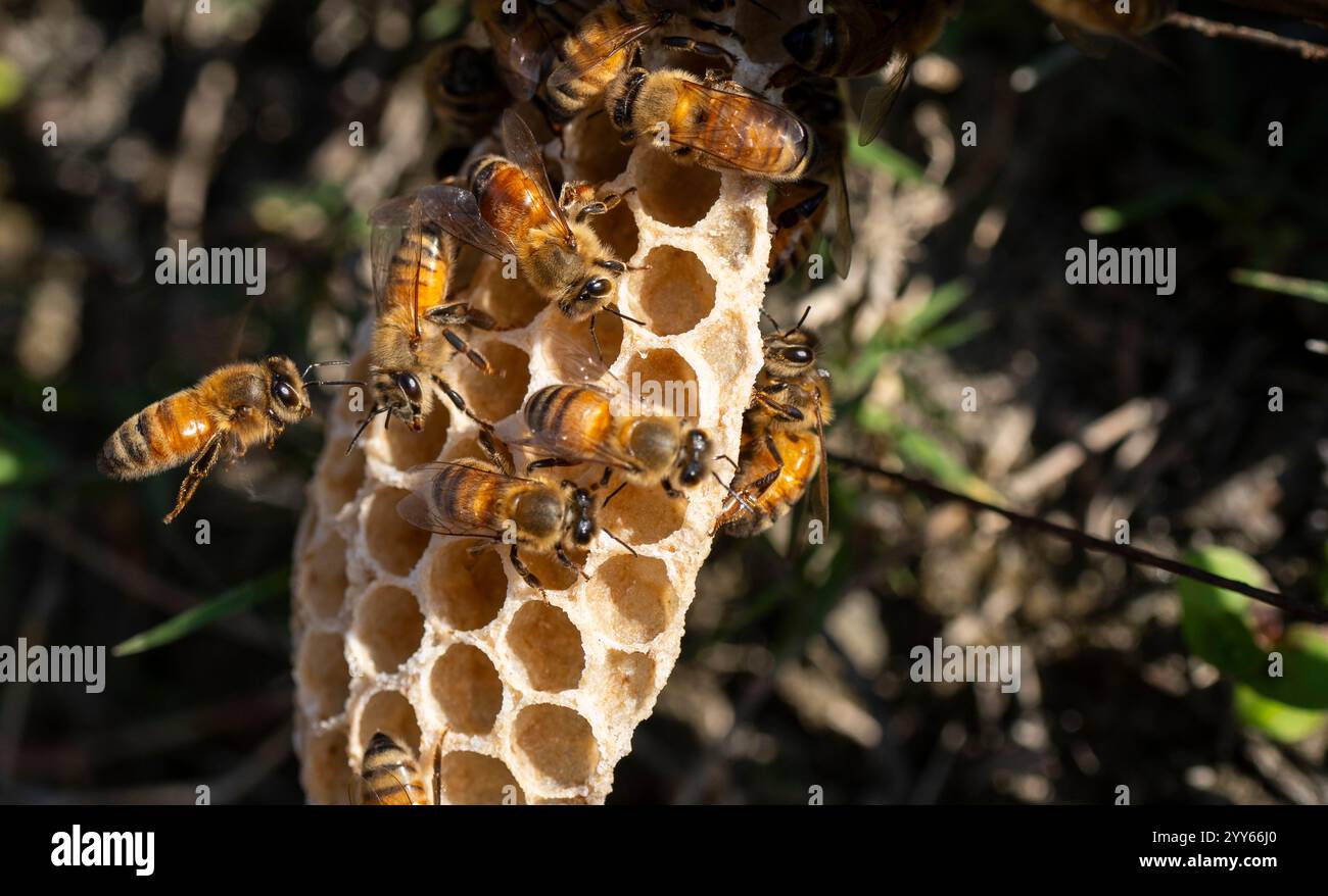 Bee farming india hi-res stock photography and images - Alamy