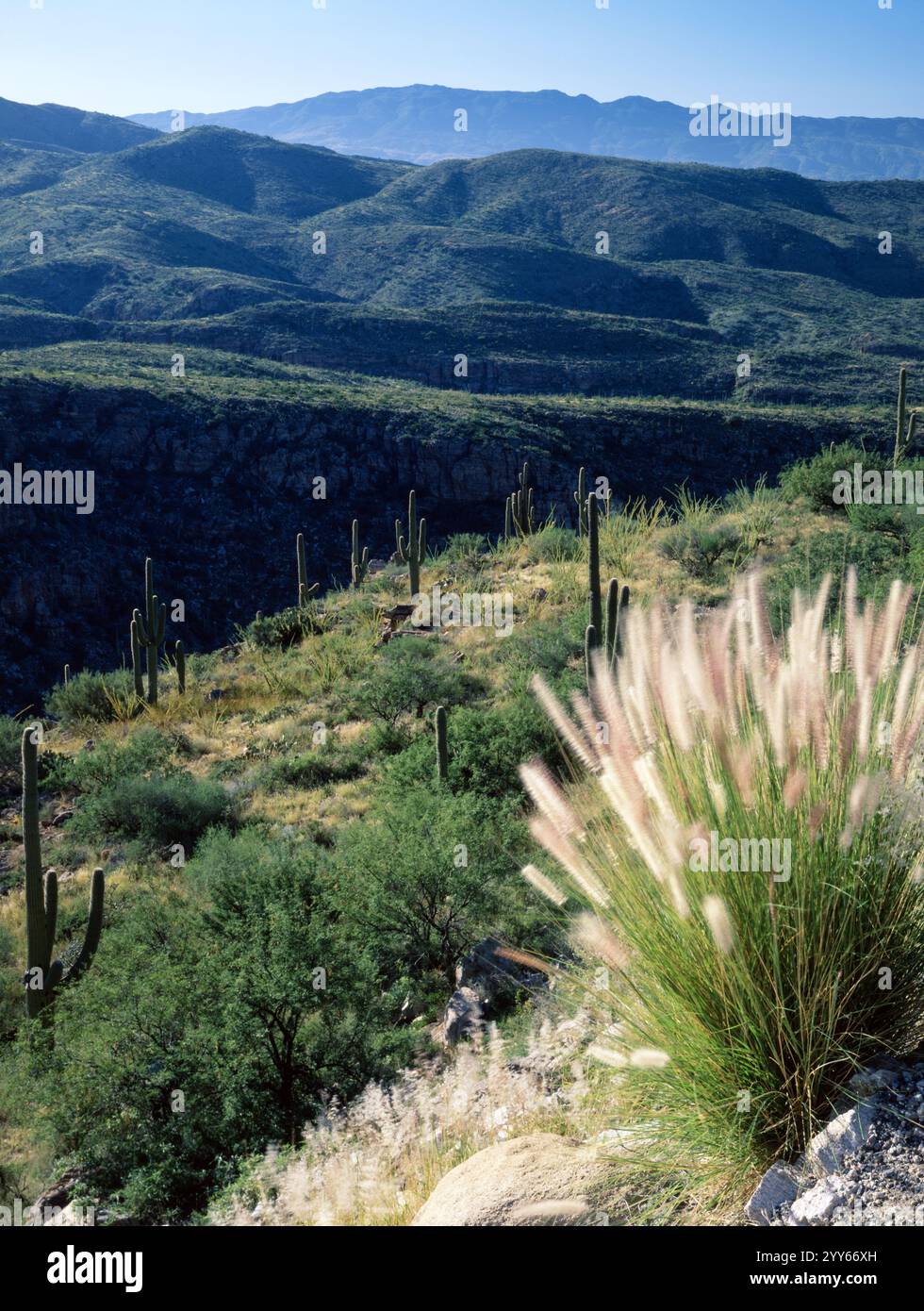 Commonly known as Fountain grasses the plant flourish on the hillsides ...