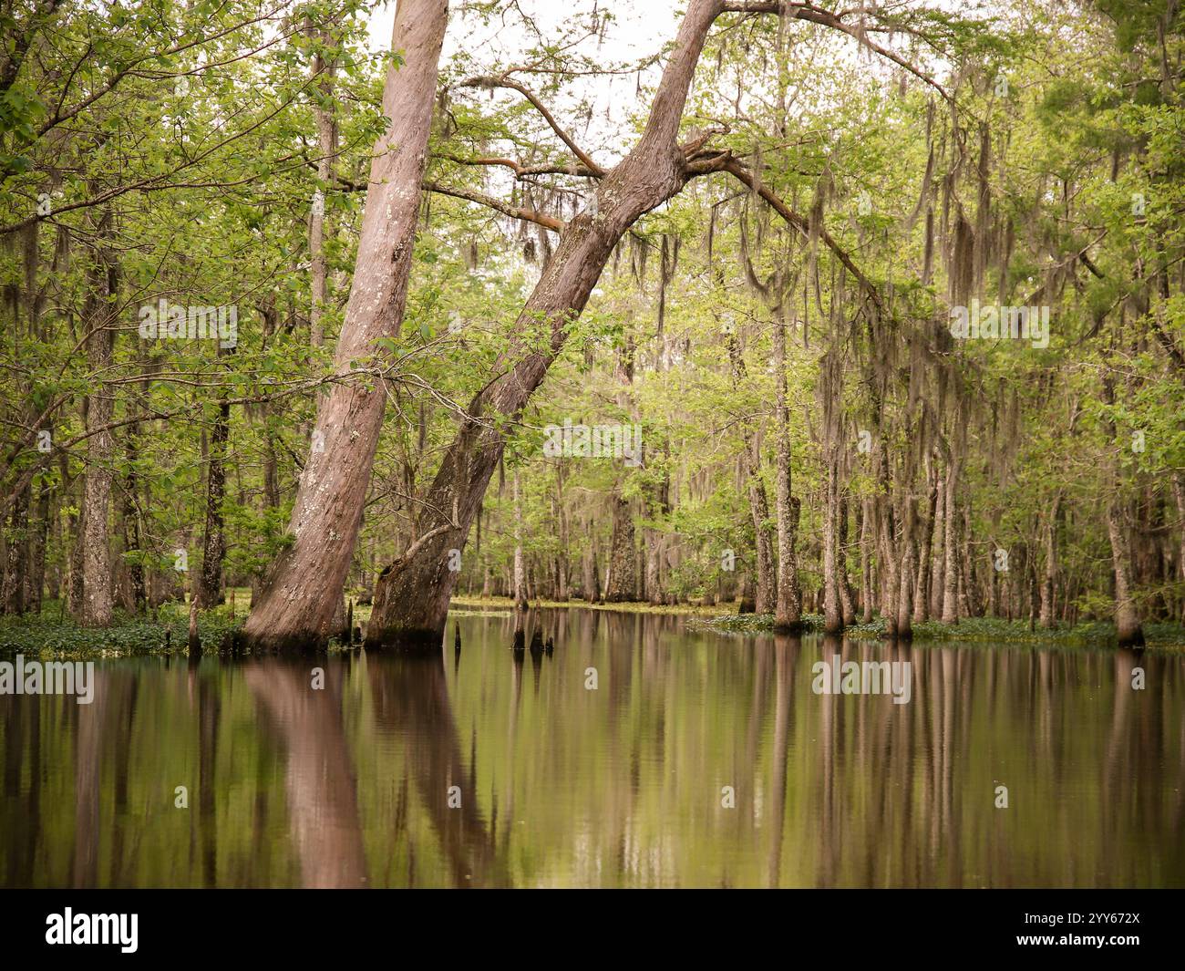 Southern louisiana bayou hi-res stock photography and images - Alamy