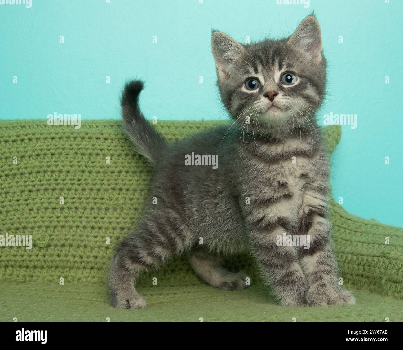 cute grey tabby kitten with green eyes portrait Stock Photo - Alamy