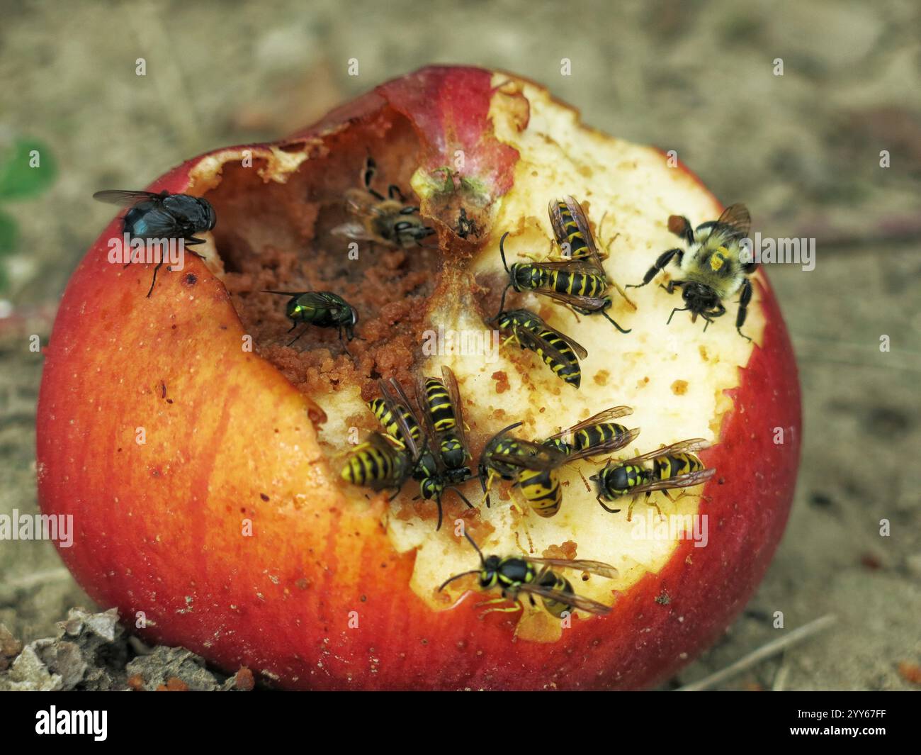 Bees Eating Rotten Apple on Ground Stock Photo - Alamy