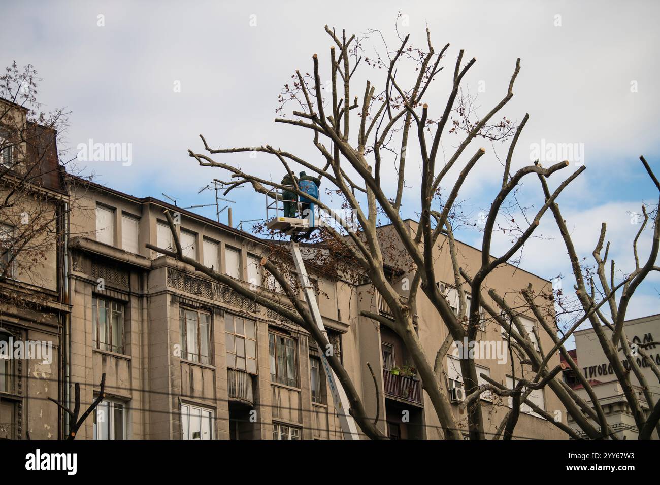 Worker with chainsaw at height cutting branches. Tree surgeon in ...