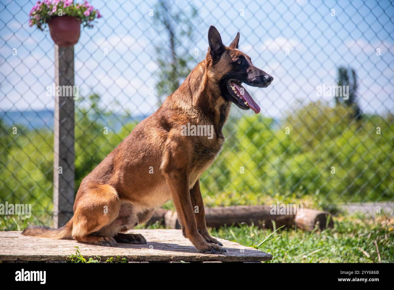 Beautiful police Belgian Malinois dog on practice and training posing ...
