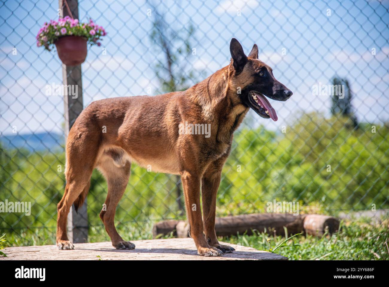 Beautiful police Belgian Malinois dog on practice and training posing ...