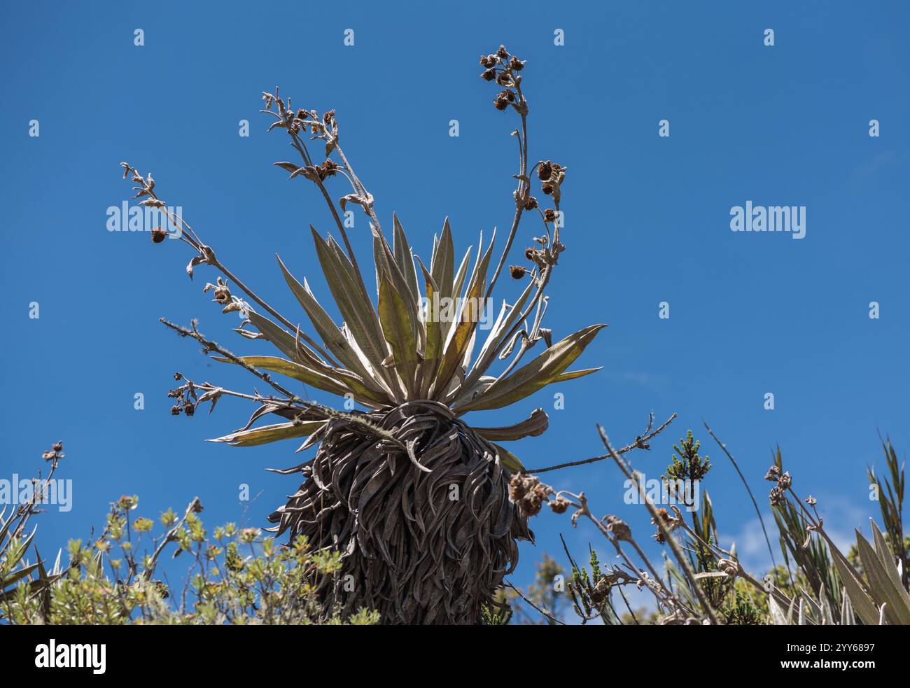 Paramo (montane grassland) plant, a member of the daisy family ...