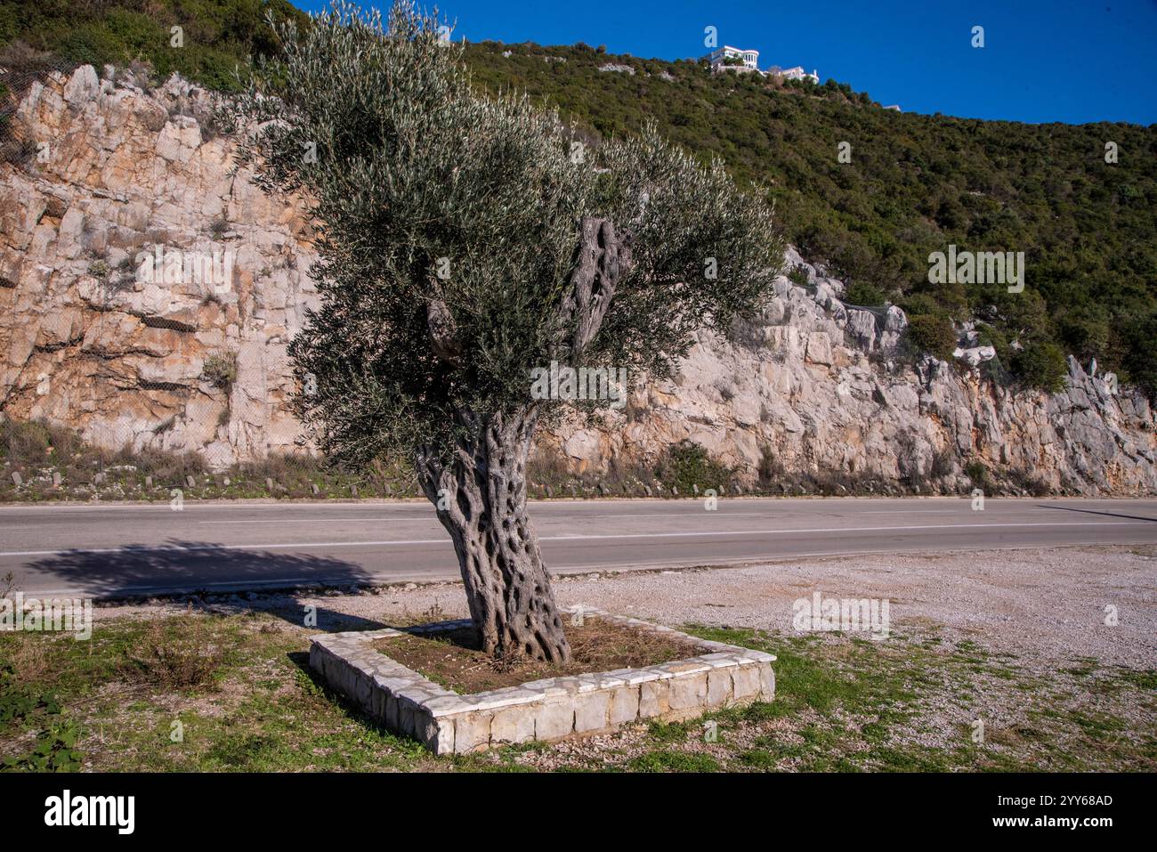 Beautiful old olive tree trunk, roots and branches, isolated next to ...