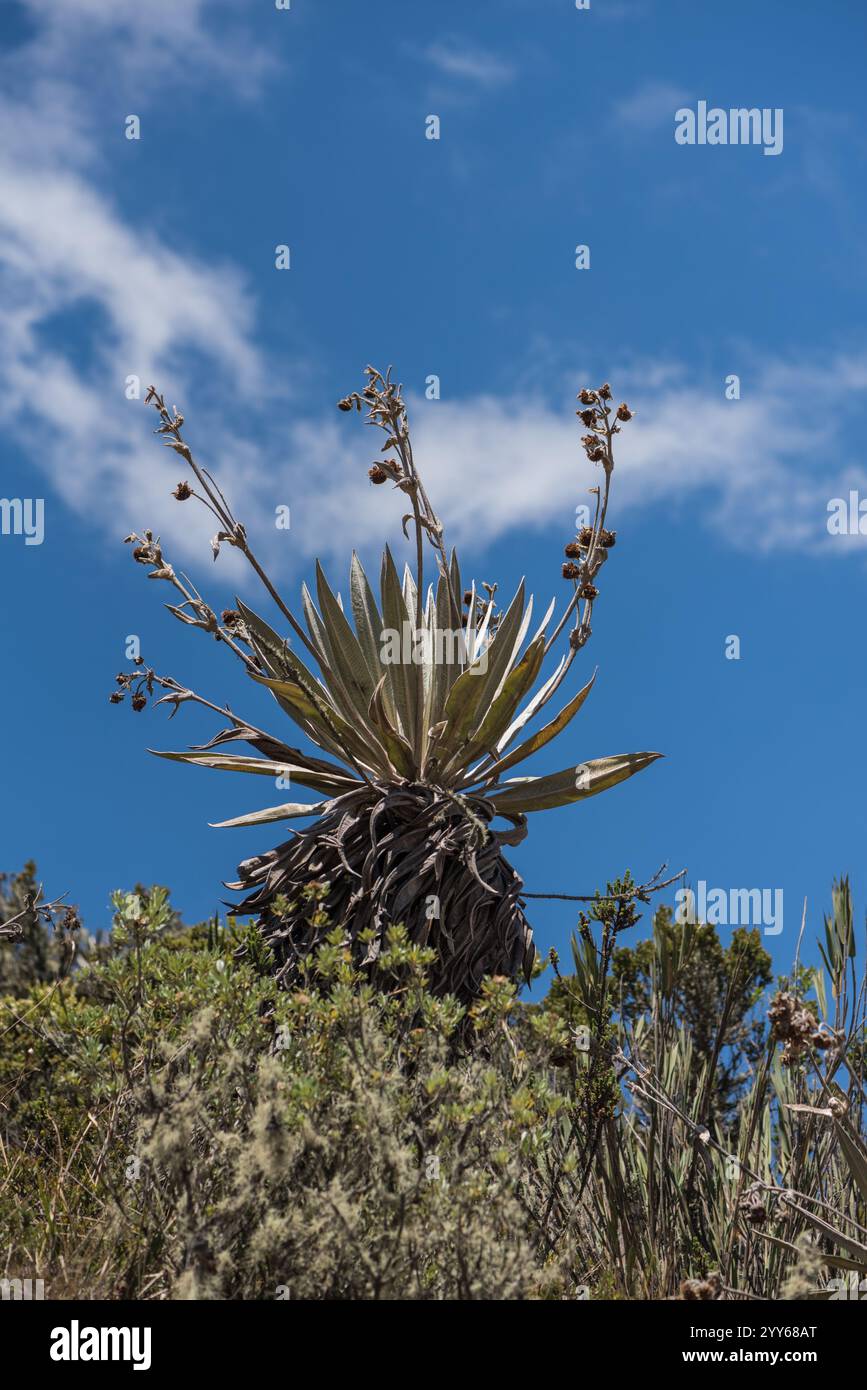 Paramo (montane grassland) plant, a member of the daisy family ...