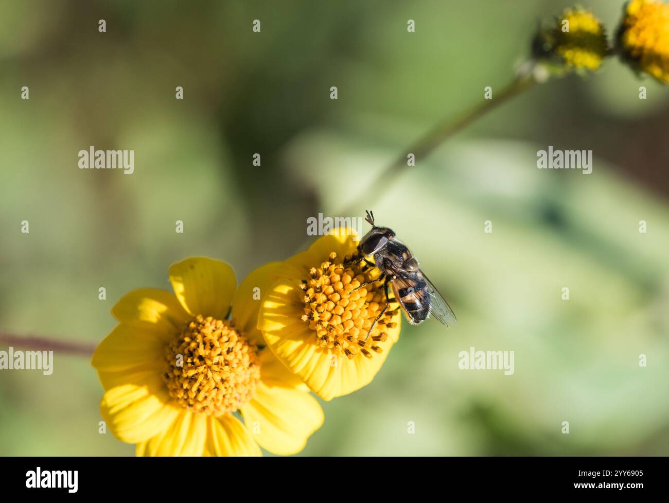 A Bromeliad Fly (Copestylum marginatum) feeding near to Tehuacan ...