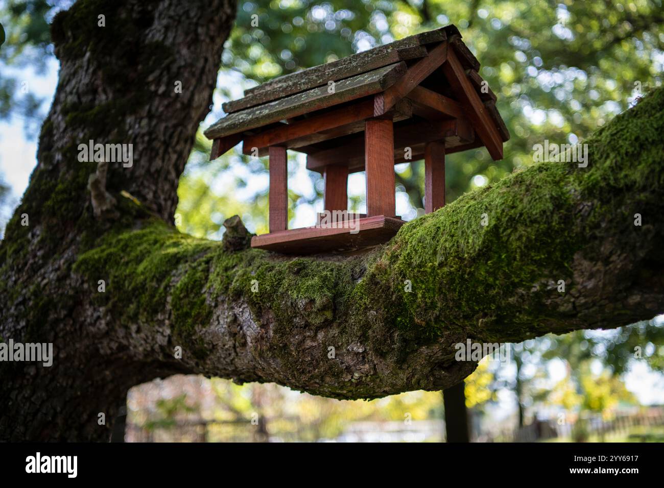 Beautiful new bird and squirrel feeder house hanging on big brench of a ...
