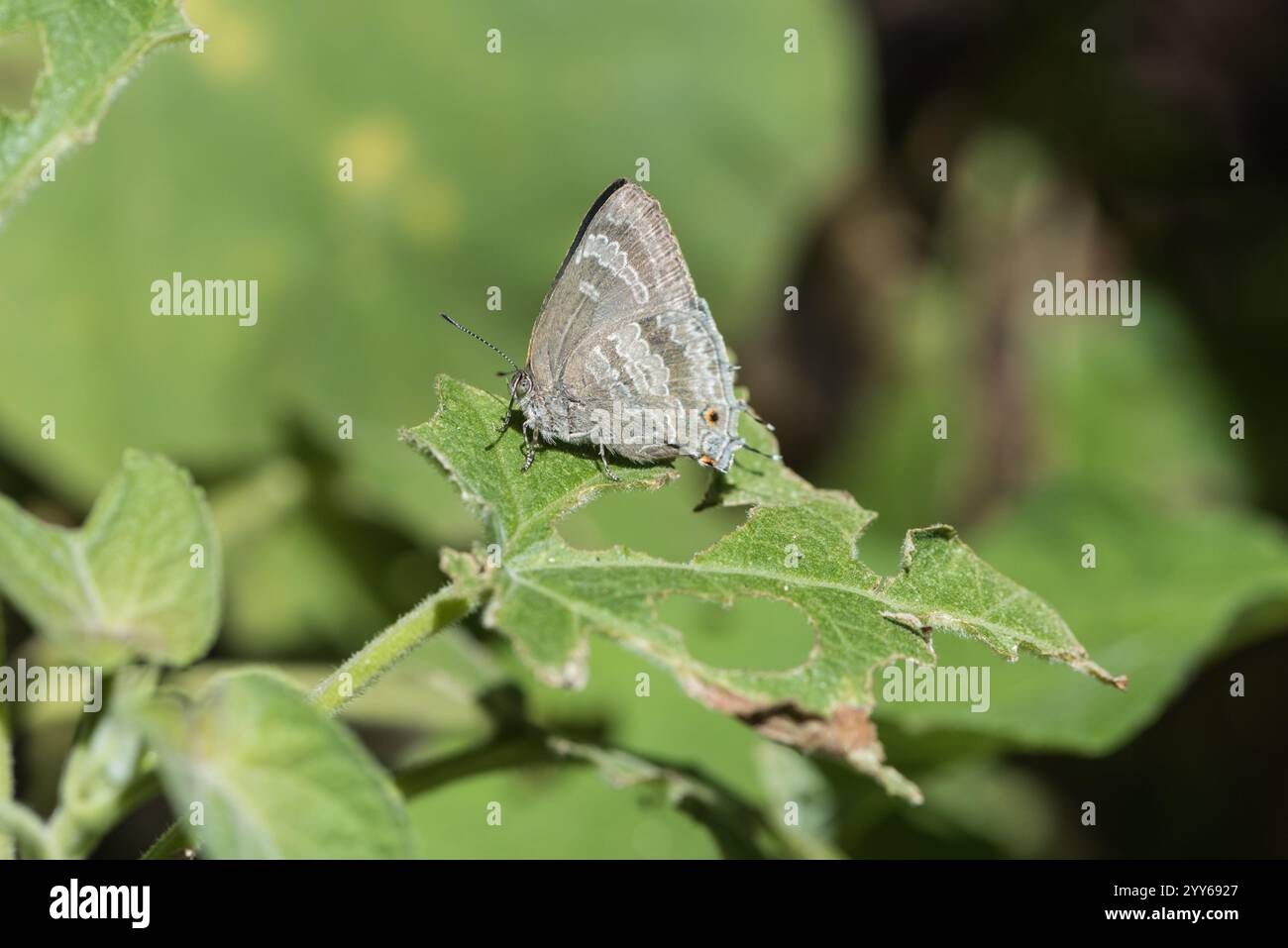A resting butterfly, a Chained Hairstreak (Contrafacia bassania) in the ...