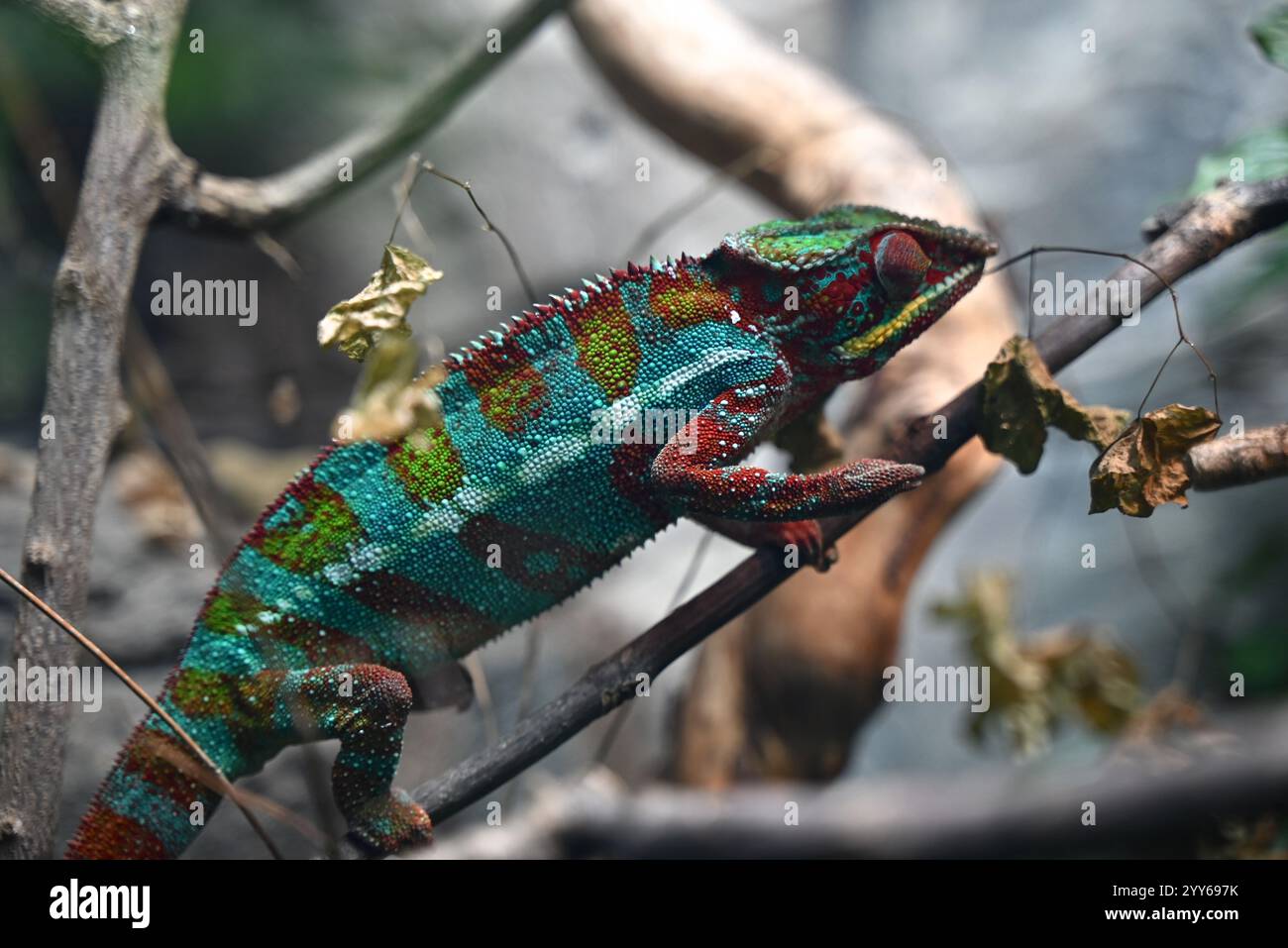 Snake eating turtle hi-res stock photography and images - Alamy