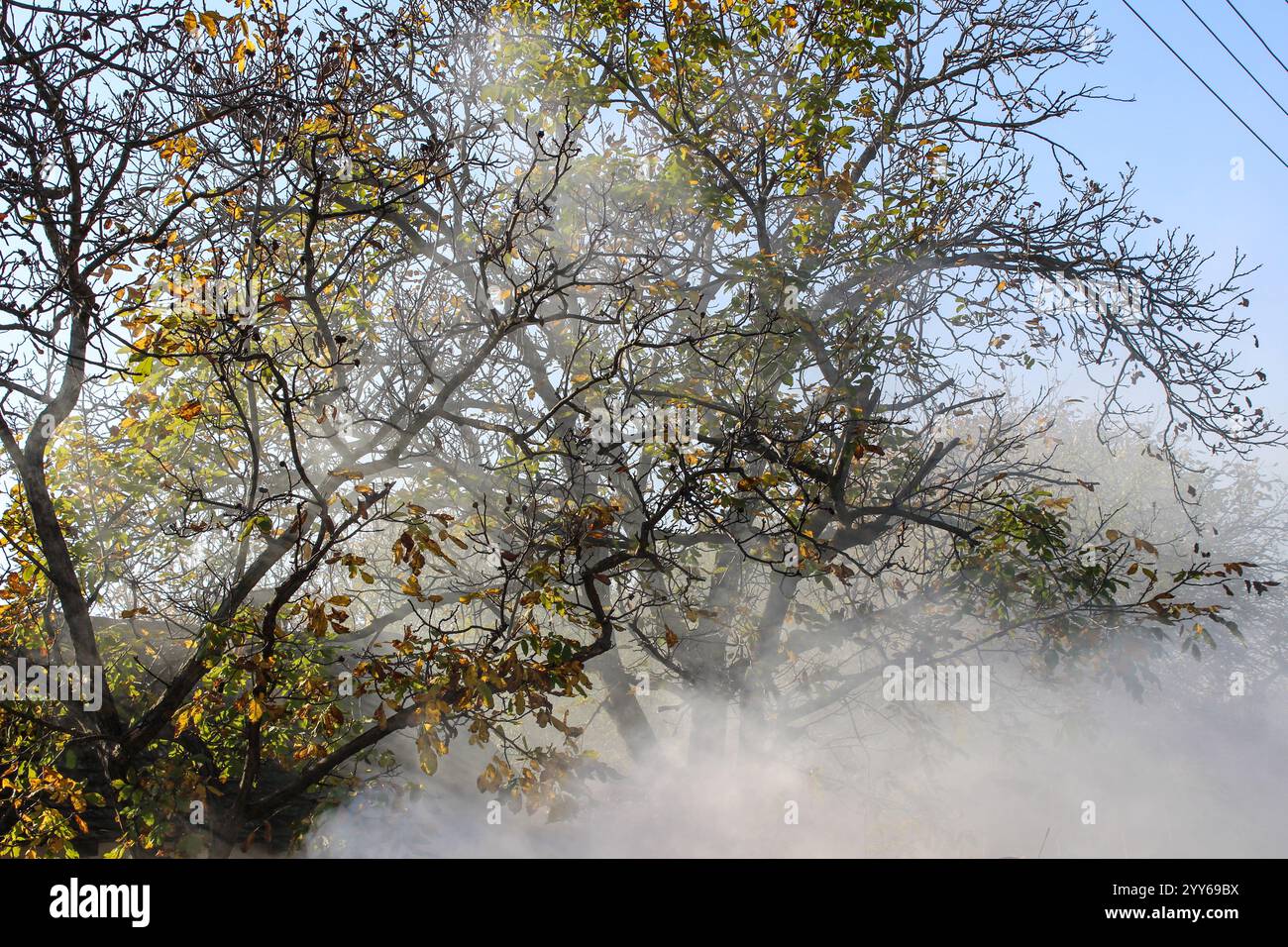 Smoke rising from a burned forest. Forest Fire. Development of forest ...