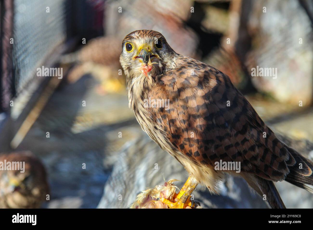 Another bird sitting hi-res stock photography and images - Alamy