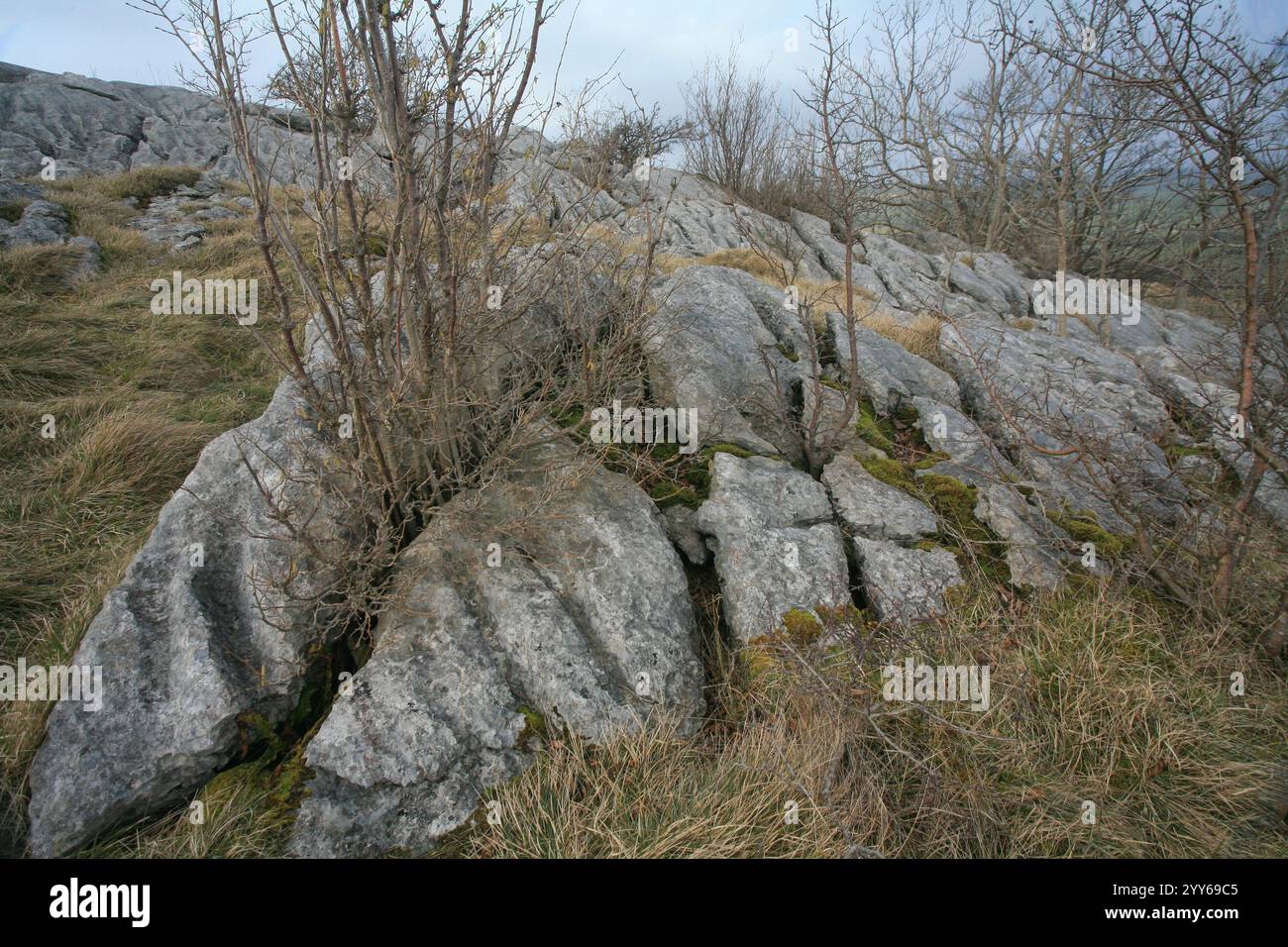 Hutton Roof: a superb example of steeply sloping limestone pavements ...
