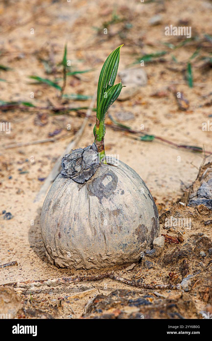 Coconut sprouting at edge of beach, Miri, Sarawak, Malaysia, Borneo ...