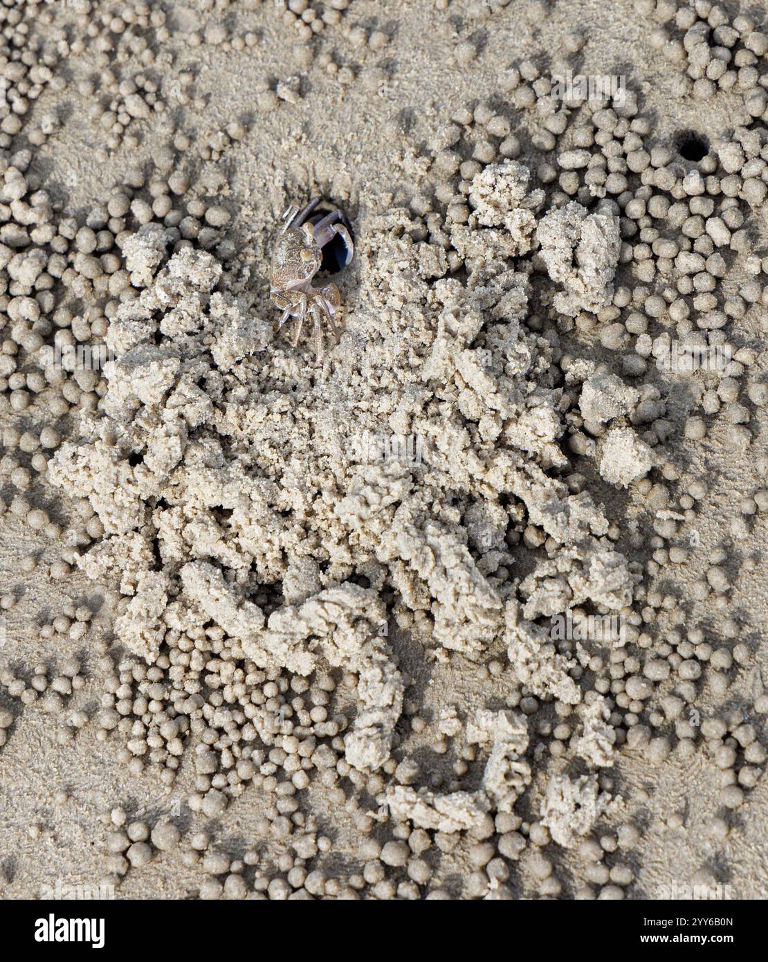 Crab burrow hi-res stock photography and images - Alamy