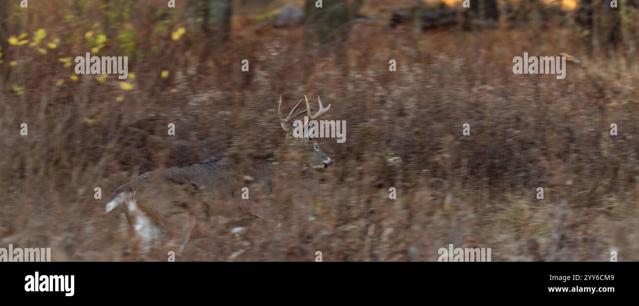 White-tailed buck chasing a doe during the rut in northern Wisconsin ...