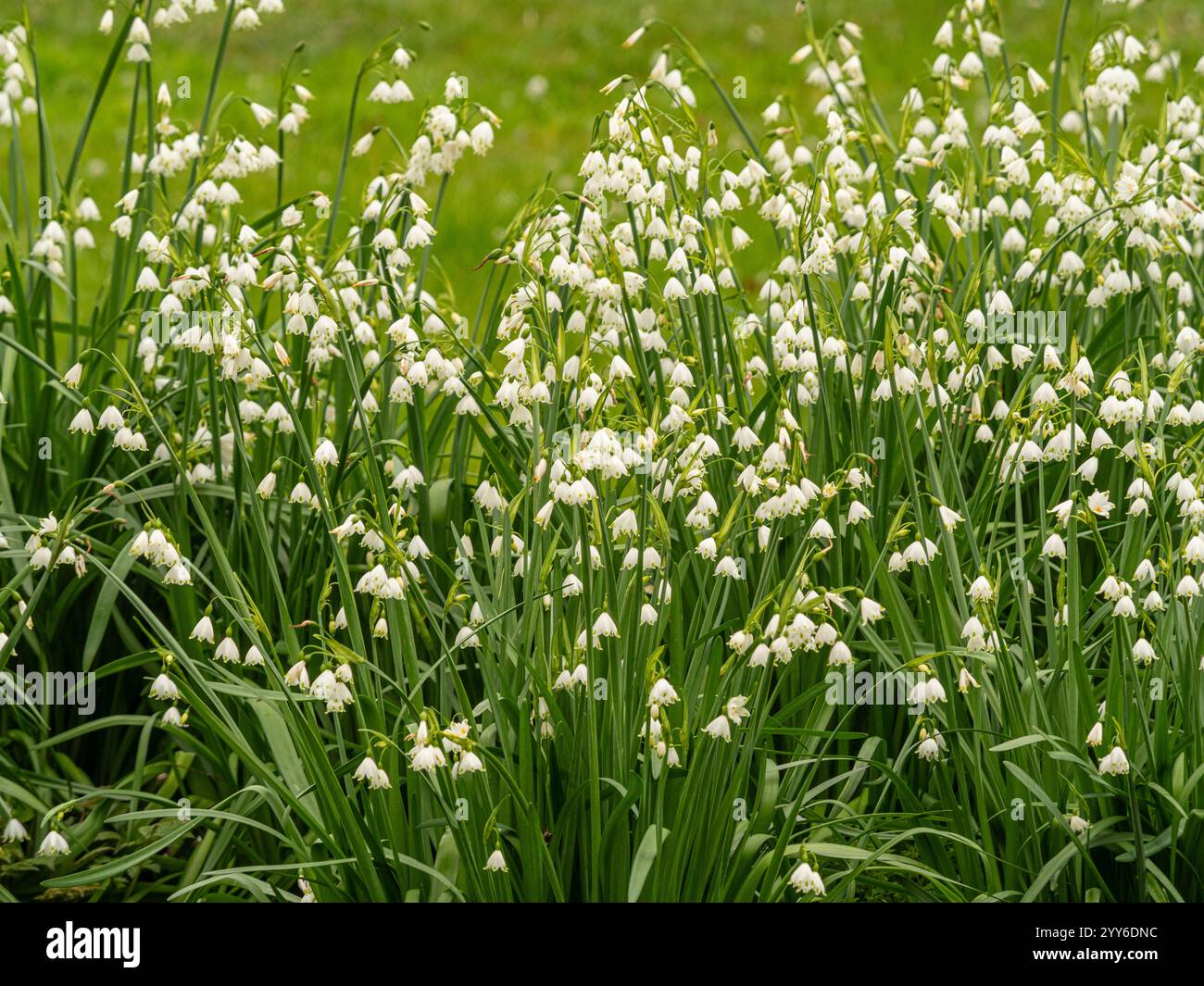 Giant snowflakes hi-res stock photography and images - Alamy
