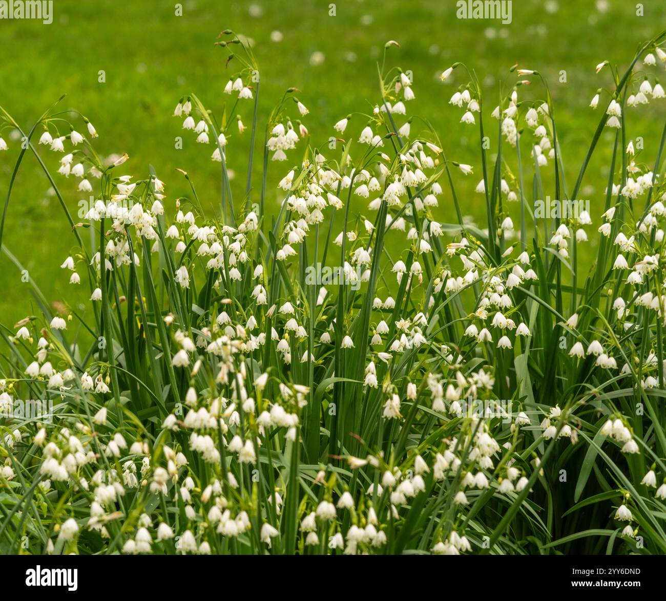 Giant snowflakes hi-res stock photography and images - Alamy