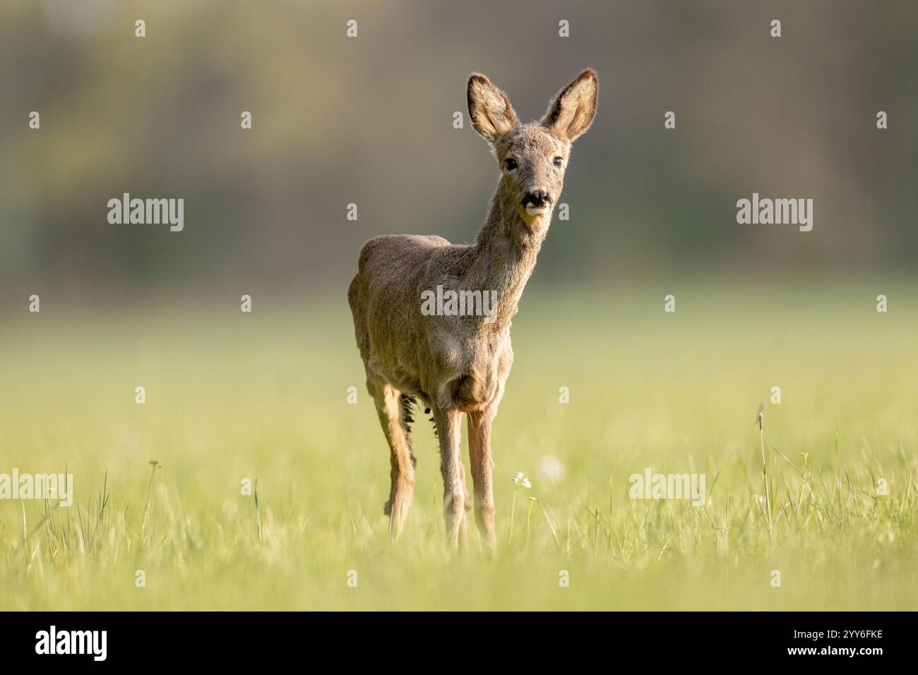 Reh augen hi-res stock photography and images - Alamy