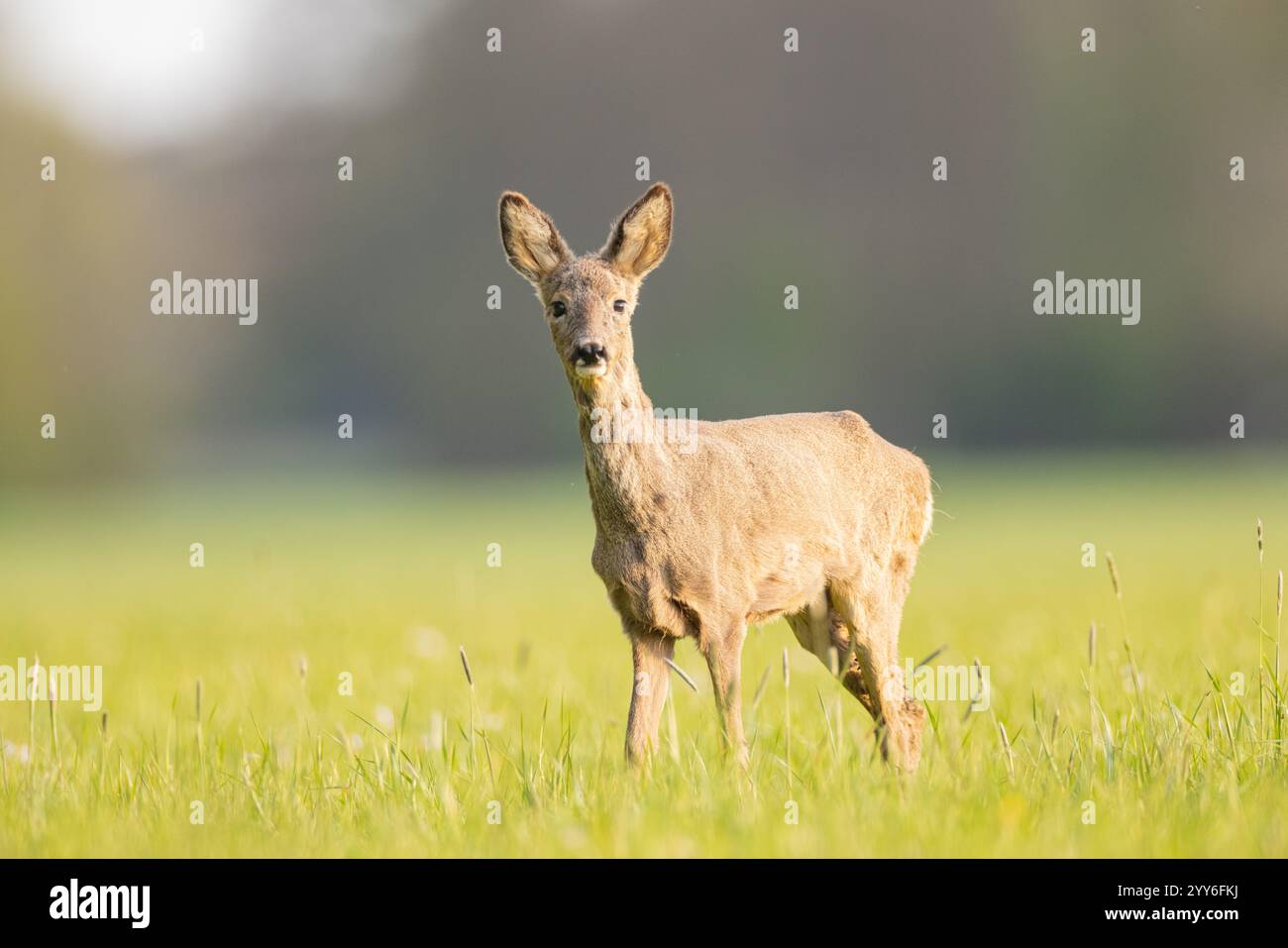 Reh augen hi-res stock photography and images - Alamy