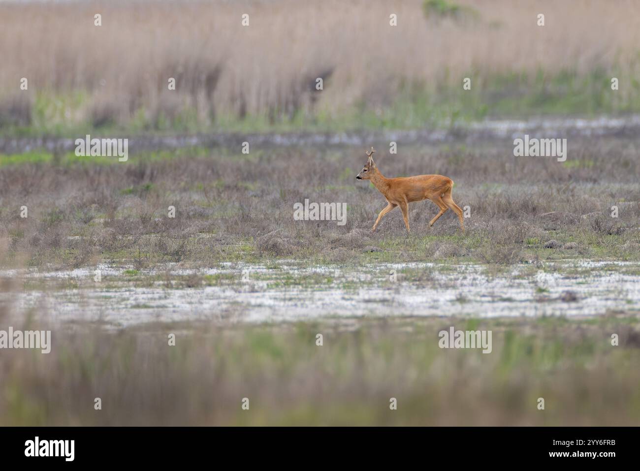 Reh augen hi-res stock photography and images - Alamy