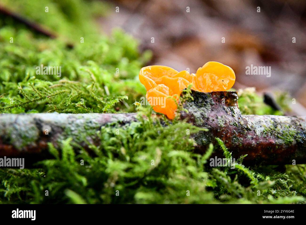 Moss species identification hi-res stock photography and images - Alamy