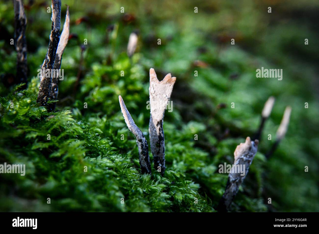 fungi in moss Stock Photo - Alamy