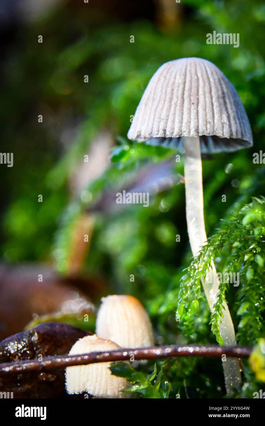 Moss species identification hi-res stock photography and images - Alamy