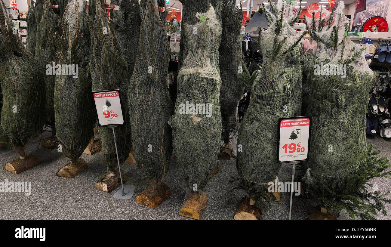 19.12.2024 Cogolin, Frankreich Nordmann Tannen als Weihnachtsbäume in ...