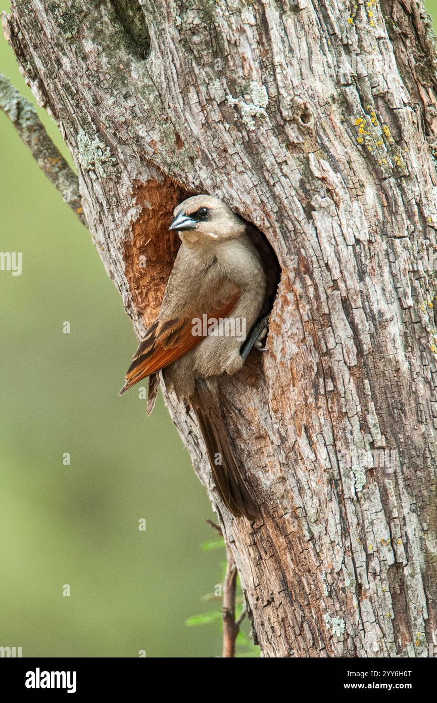 Bay winged Cowbird nesting, in Calden forest environment, La Pampa ...