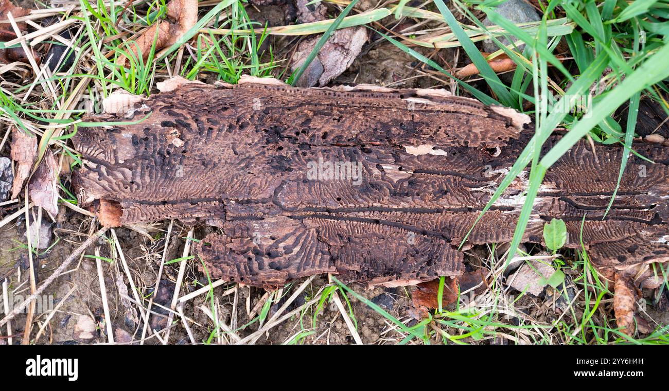 Tree bark infested with bark beetle, galleries and single winding ...