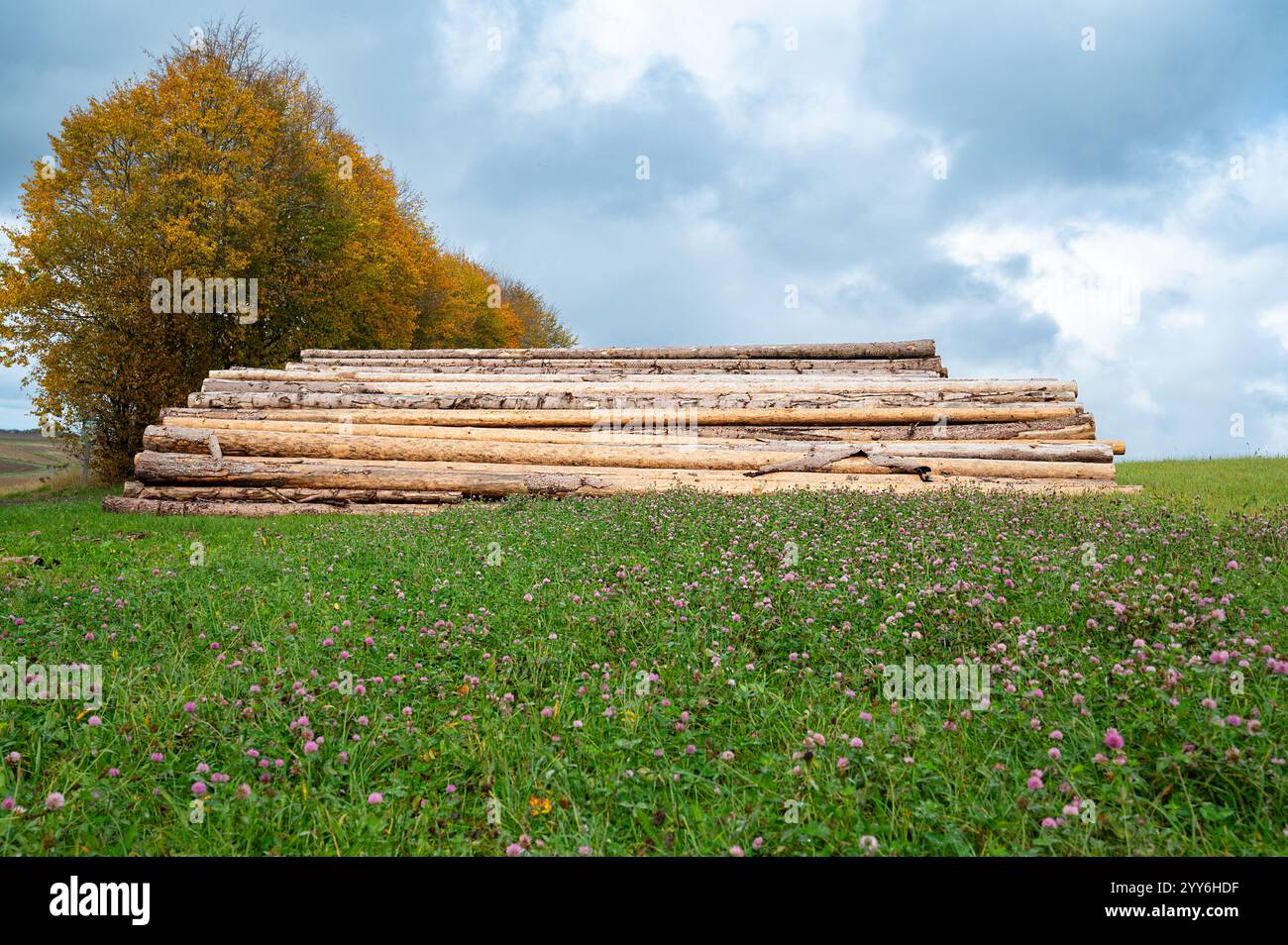 Chopped tree logs pilled up next to a forest, lumber wood industry ...