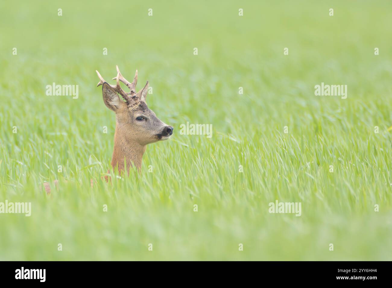 Hirsch bock hi-res stock photography and images - Alamy