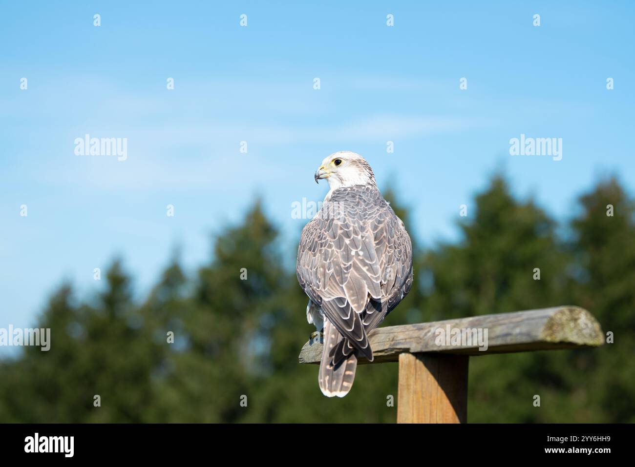 Gyrfalcon, wildlife, raptor bird of prey on a tree trunk, habitat ...