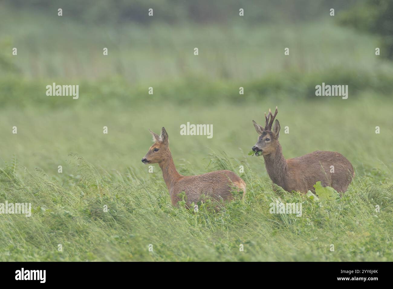 Rehbock und ricke hi-res stock photography and images - Alamy