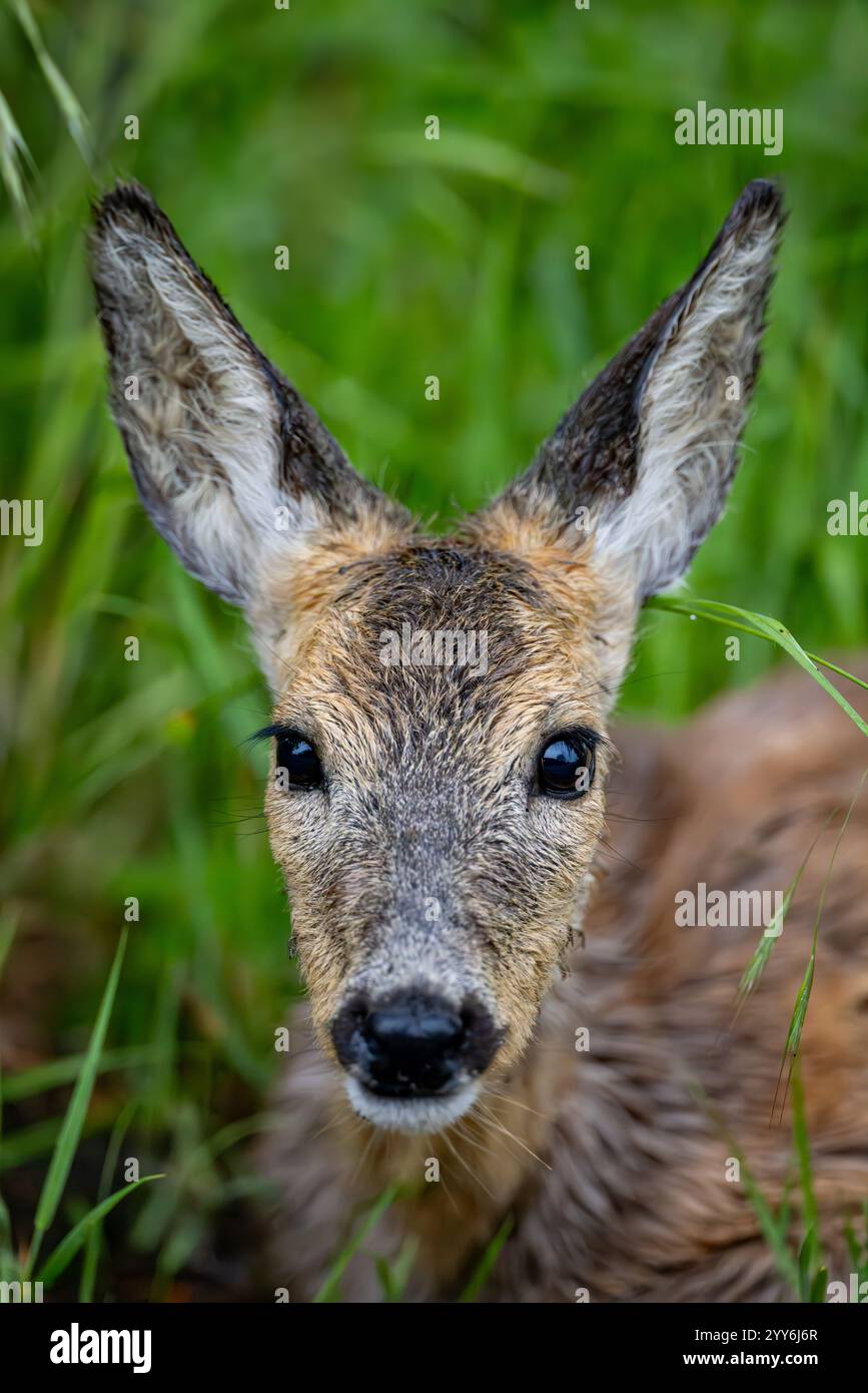 Rehkitz hi-res stock photography and images - Alamy