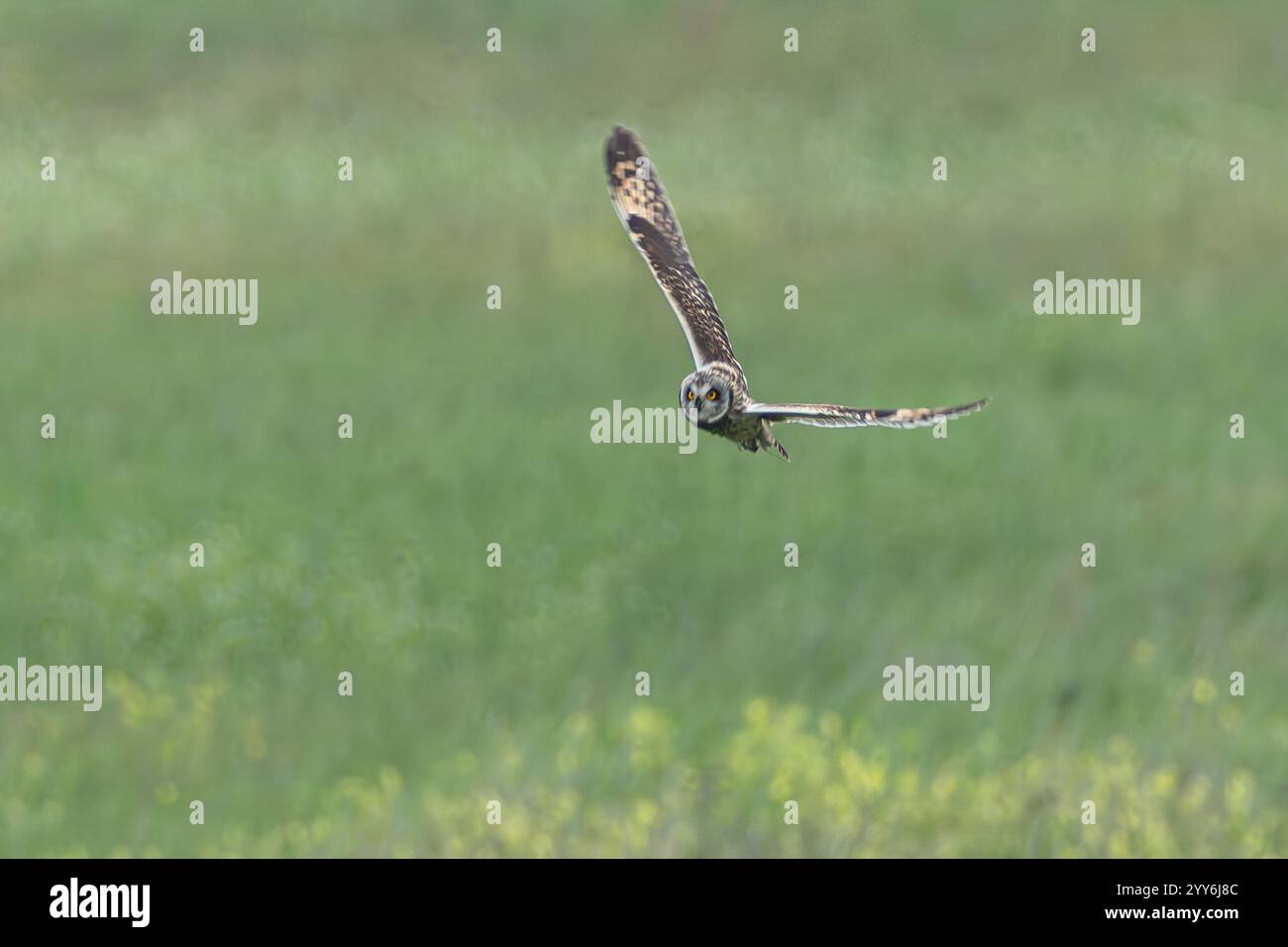 Eule feder hi-res stock photography and images - Alamy