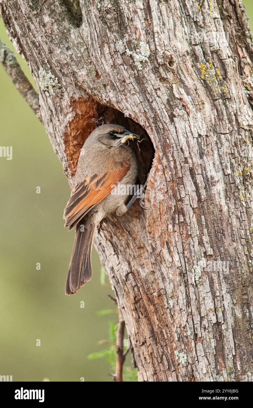 Bay winged Cowbird nesting, in Calden forest environment, La Pampa ...