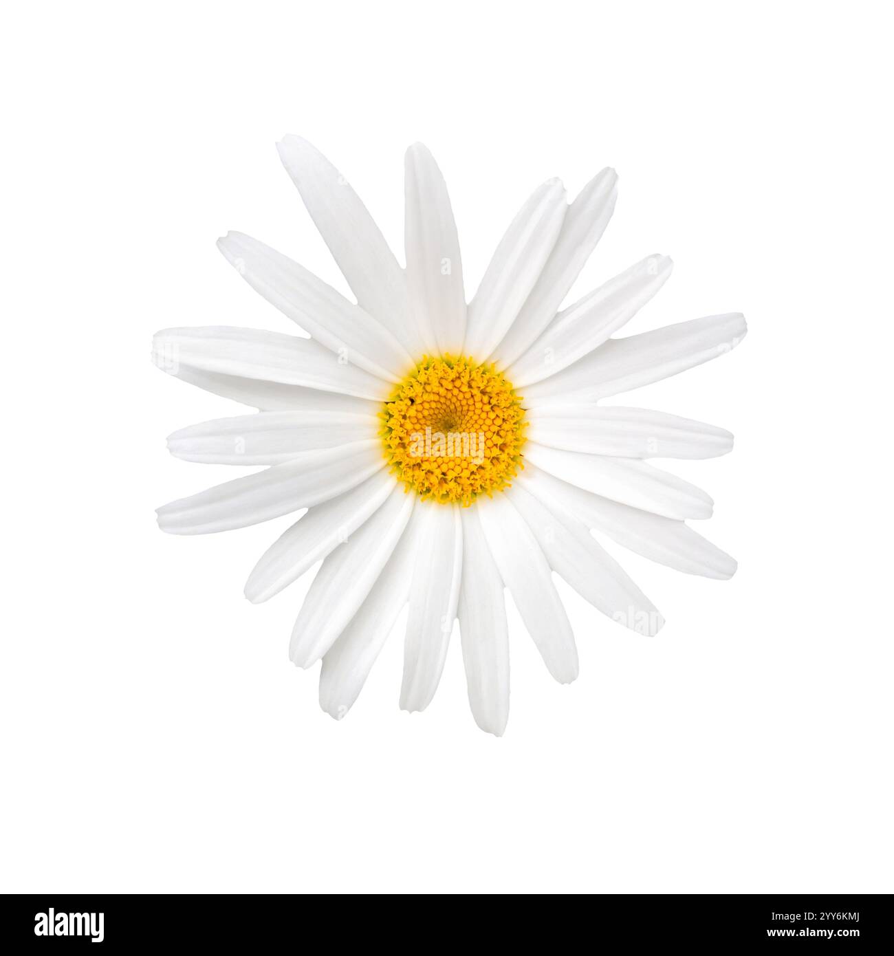 White daisy flower isolated on white background Stock Photo - Alamy