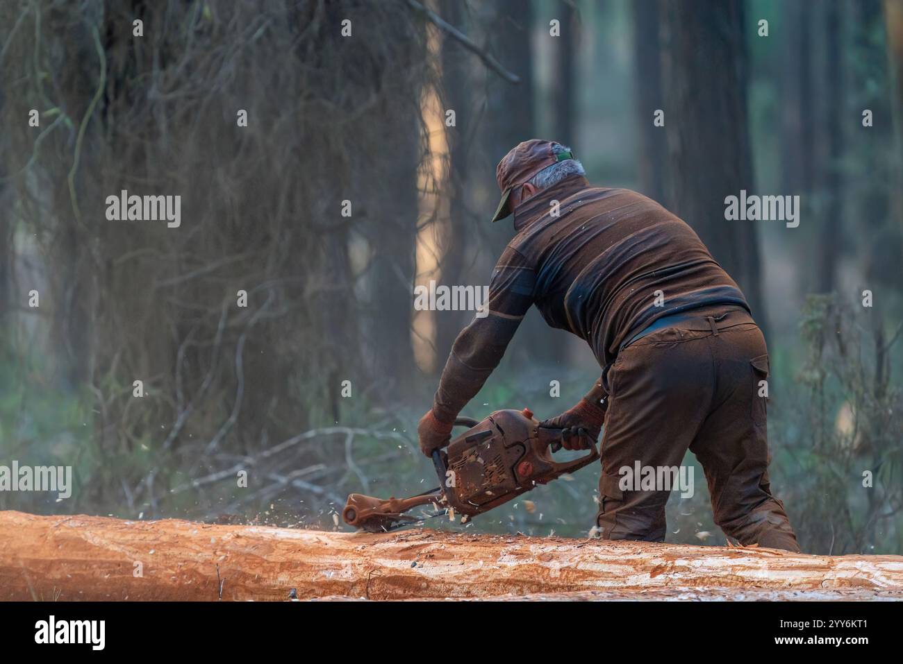 A forestry worker trims a tree in the forest Stock Photo - Alamy