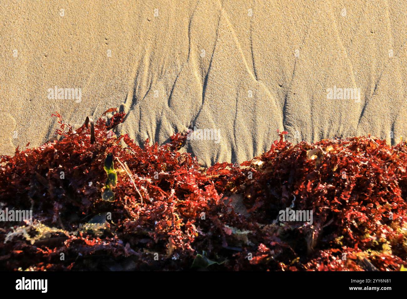Algae remains on the shore under the sun in Arenales del Sol beach ...