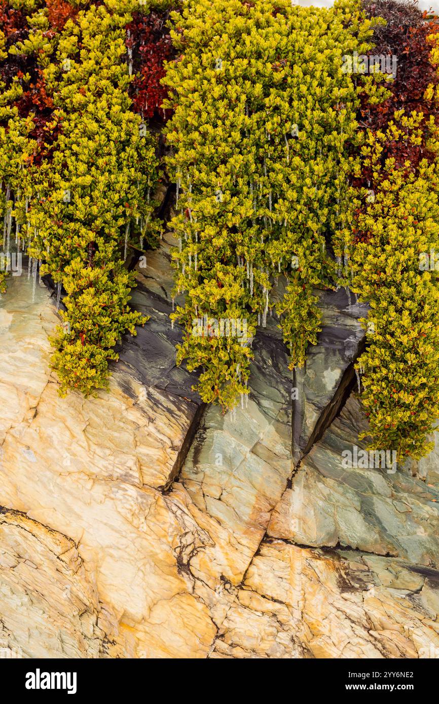 Isicles on branches of bear grape Stock Photo - Alamy